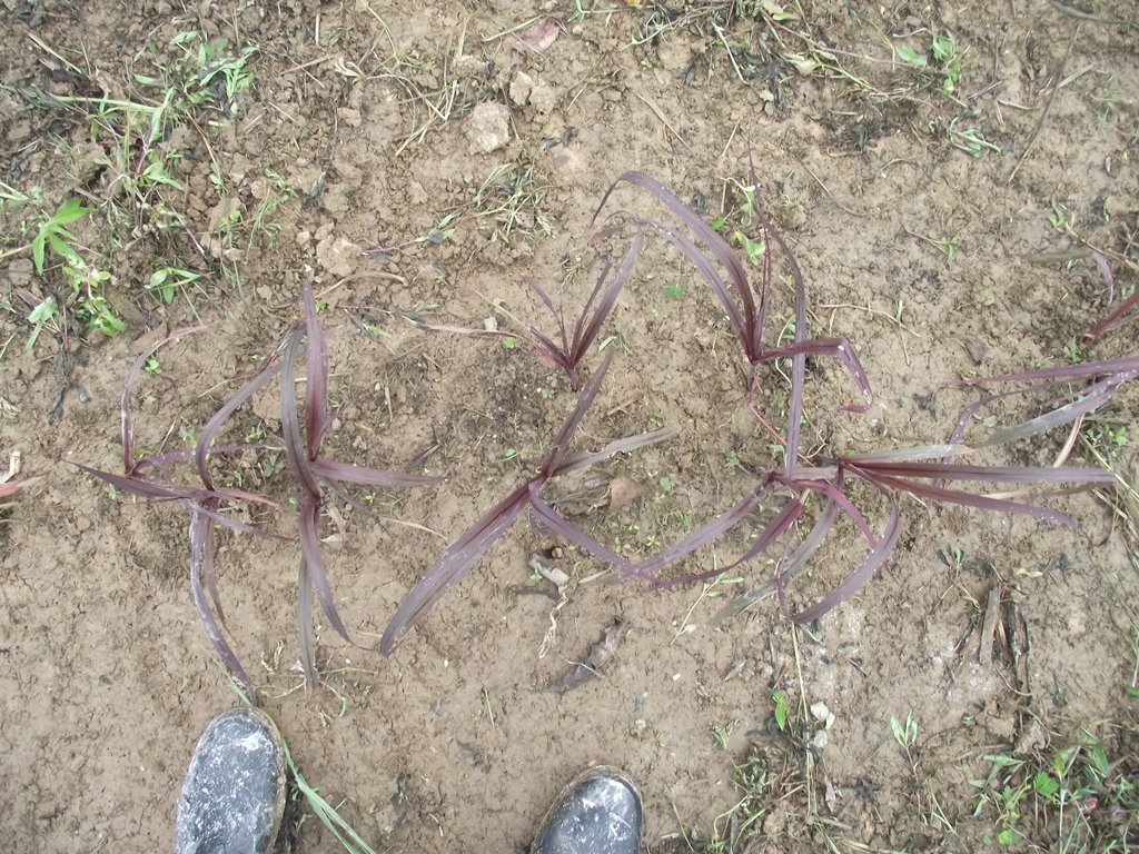 Cultivo de King Grass - Industria Agroecologica Tocache S.A.C