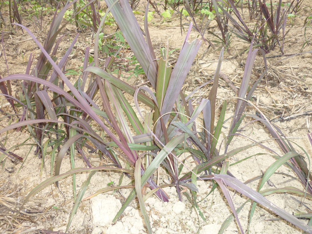 Cultivo de King Grass - Industria Agroecologica Tocache S.A.C