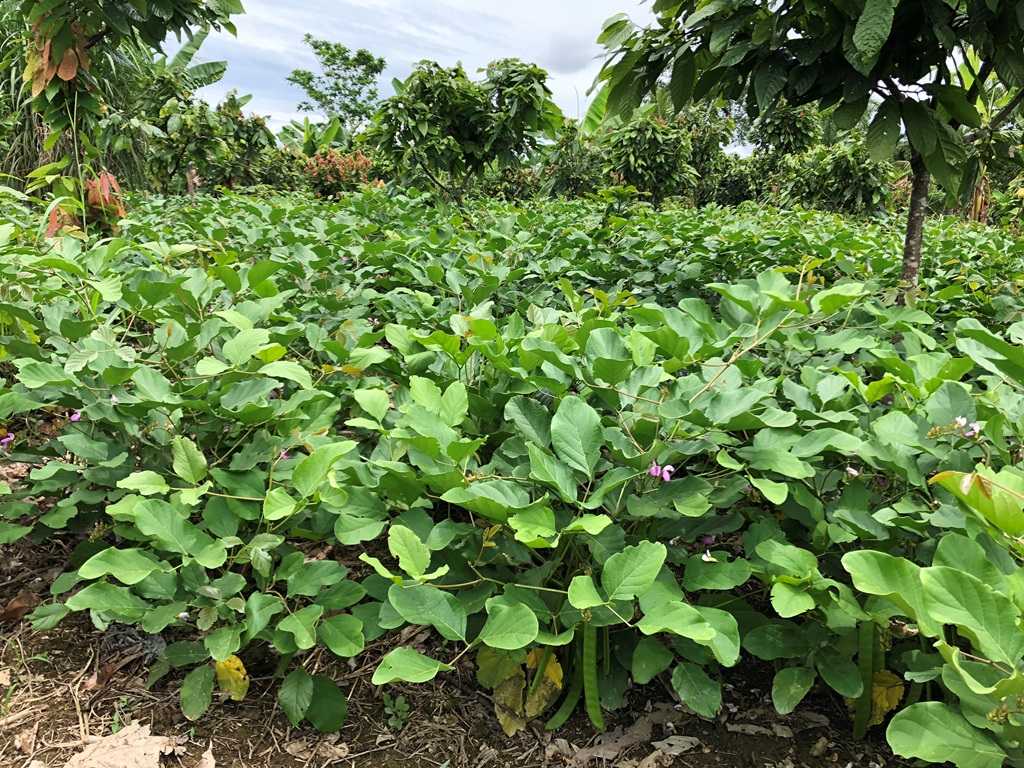 Canavalia Ensiformis - Industria Agroecologica Tocache S.A.C